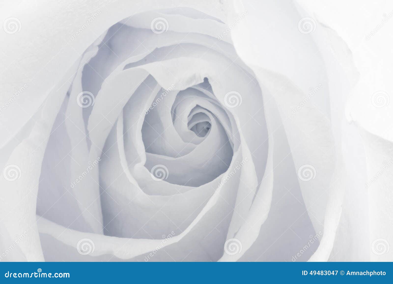 White rose. stock image. Image of floral, petal, perfume - 49483047