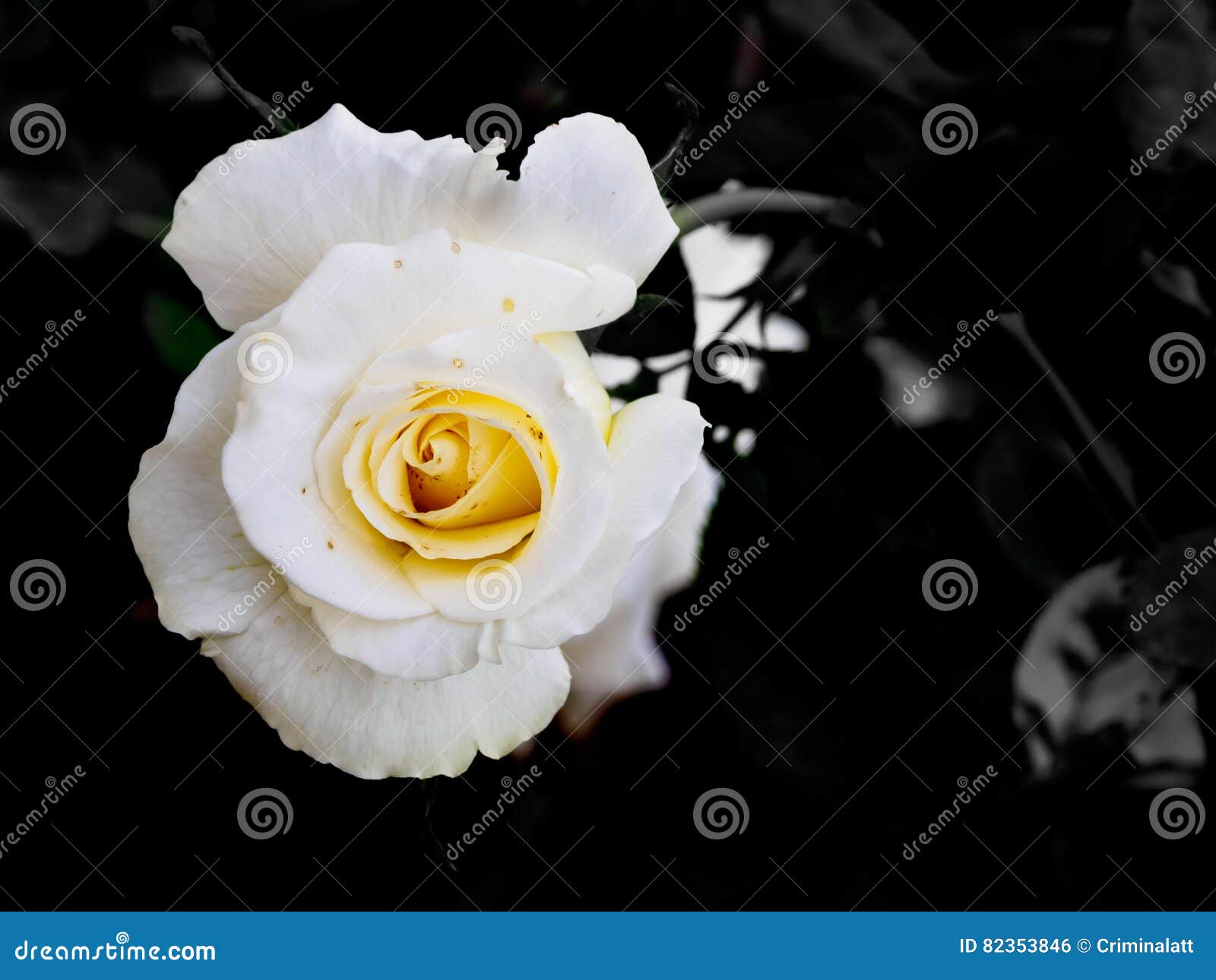 White Rose Close Up on Tree Stock Photo - Image of nature, valentine ...