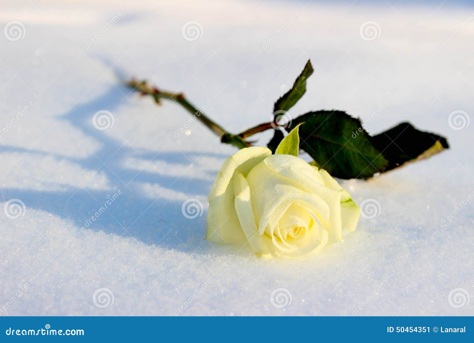 White Rose on a Cold Winter Snow Stock Image - Image of nature, winter ...