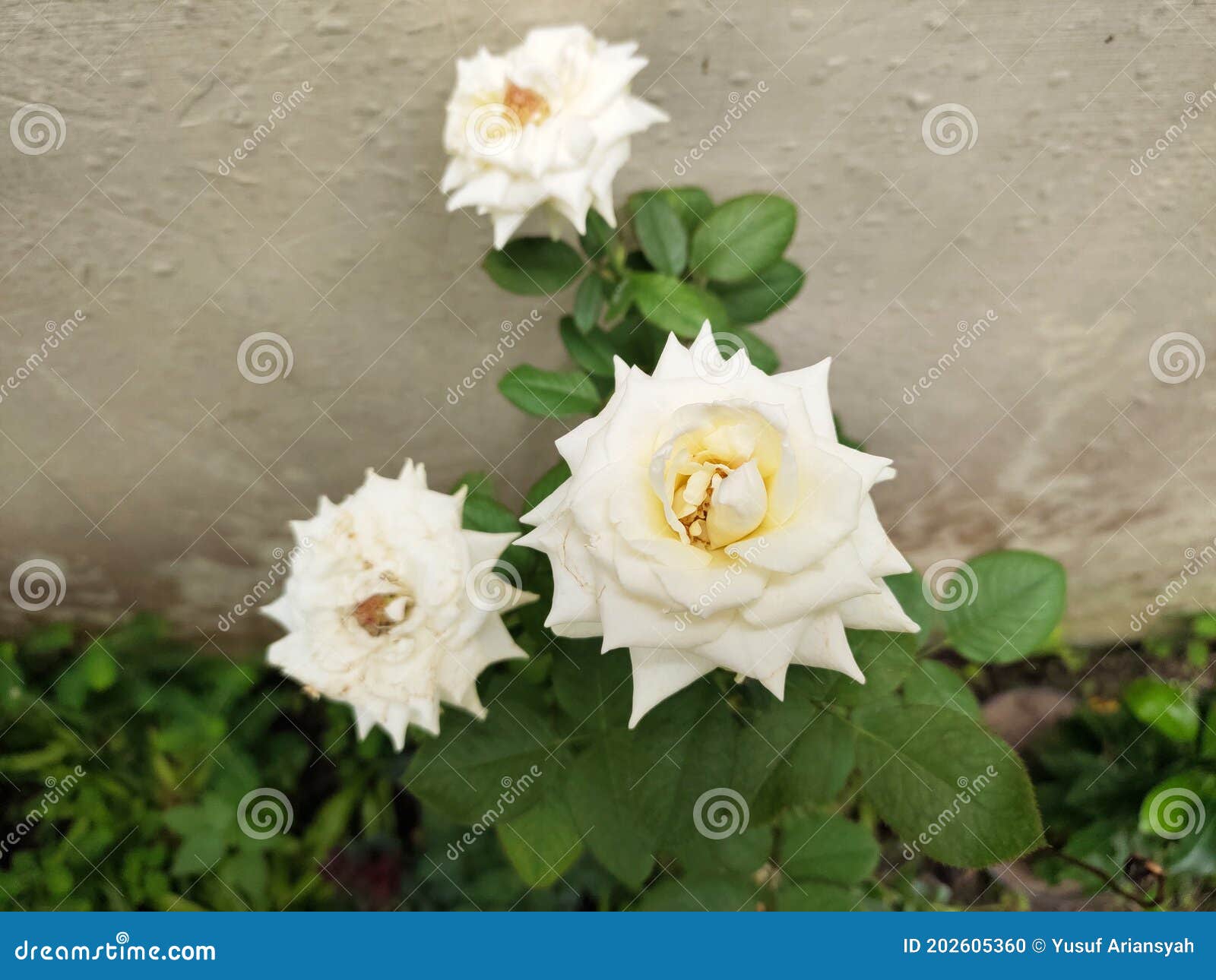 White Rose on the Corner stock photo. Image of corner - 202605360