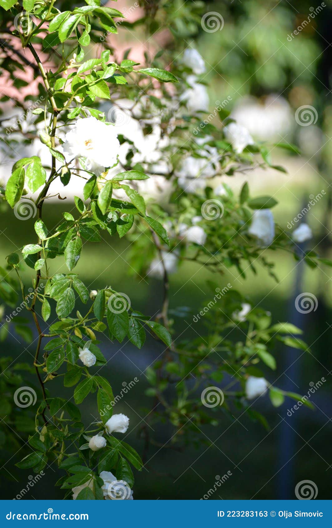 White Rose, Creeper in Spring Stock Image - Image of white, creeper ...