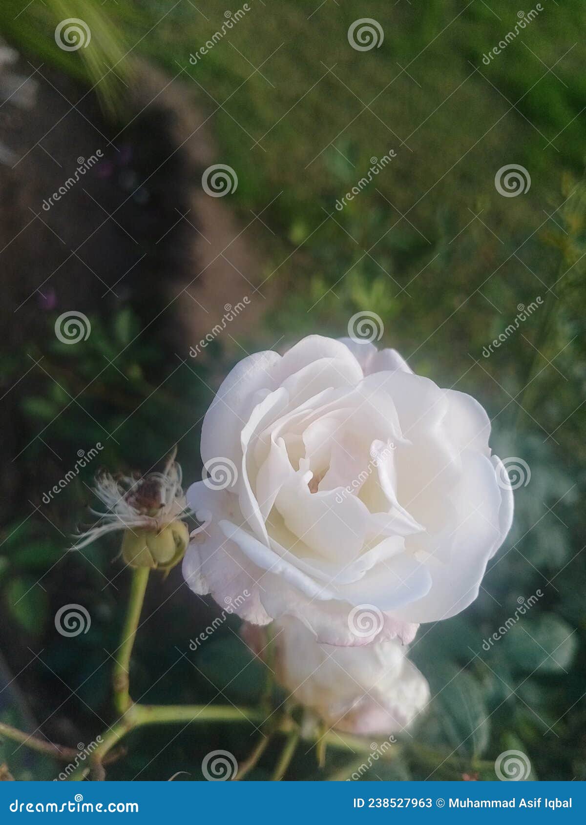 White Rose so cute stock image. Image of flower, peony - 238527963