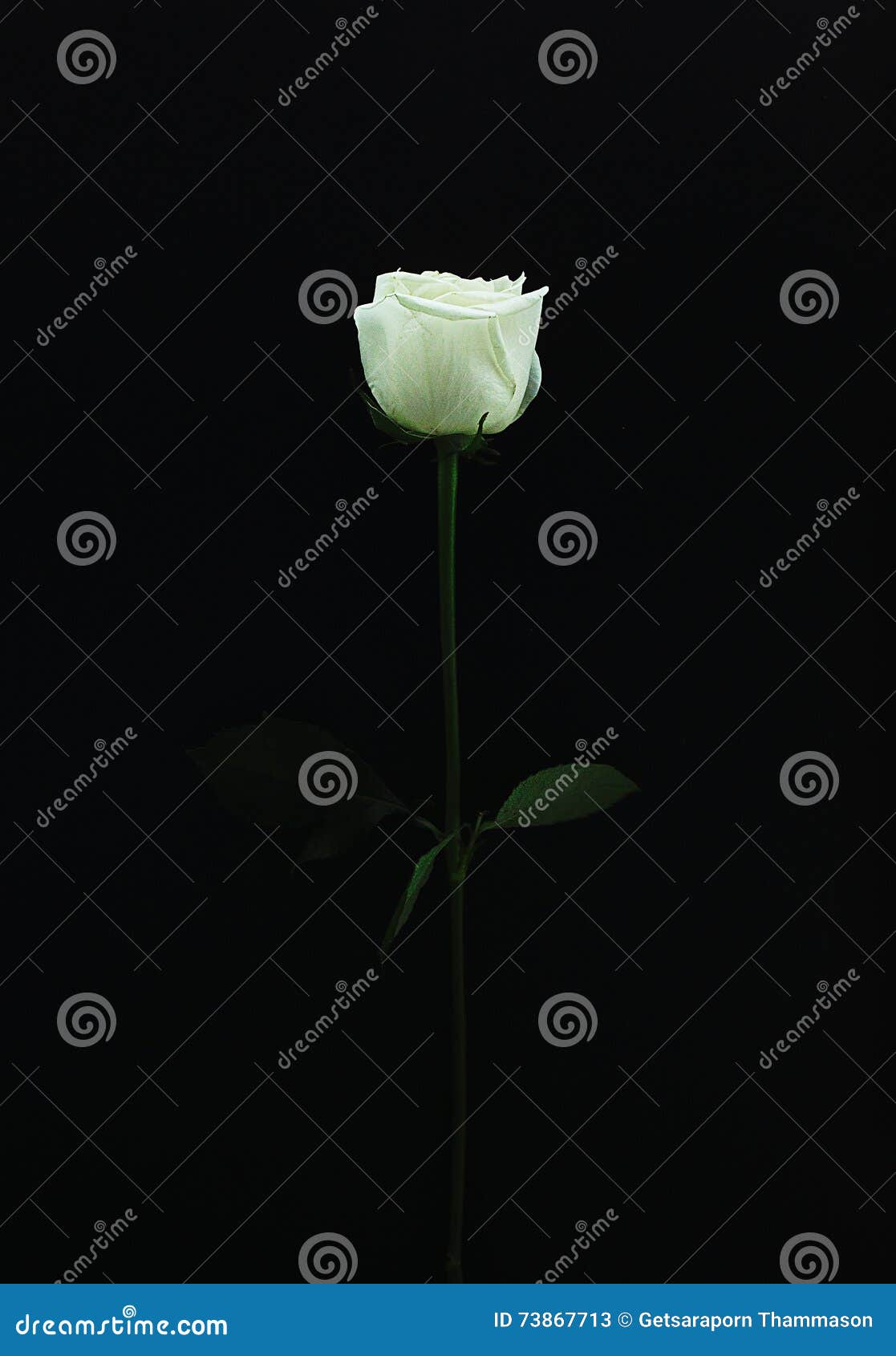 White Rose on Dark Background Stock Image - Image of floral, flower ...
