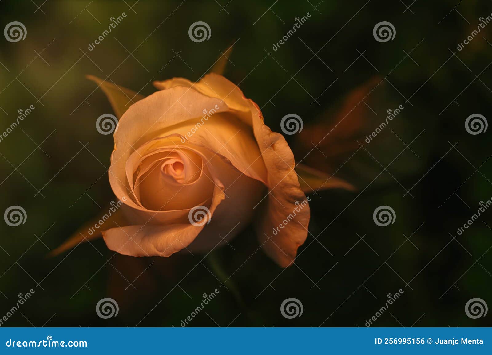 White Rose with Dark Background with Copyspace Stock Photo - Image of ...
