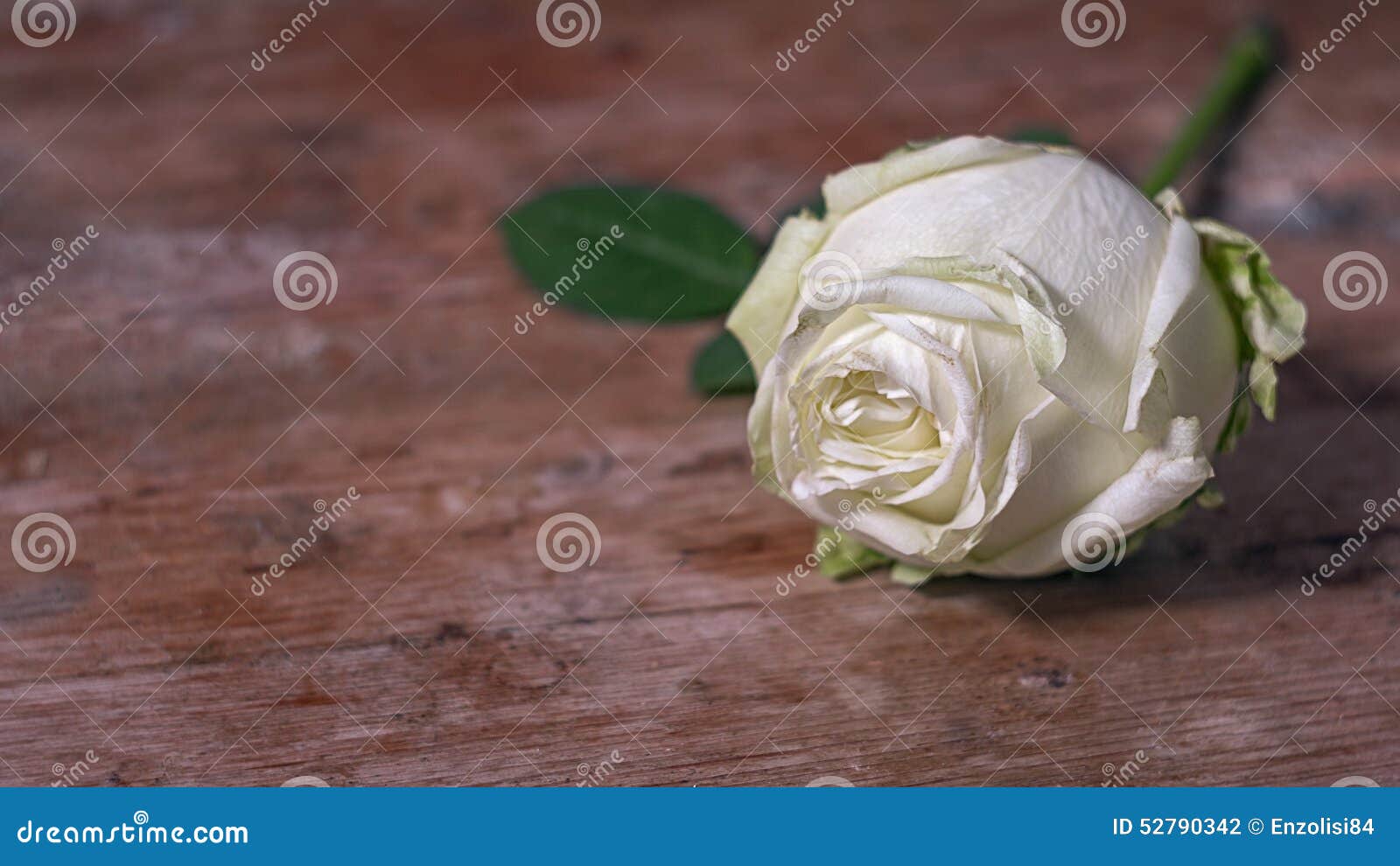 White Rose decaying stock photo. Image of petal, background - 52790342