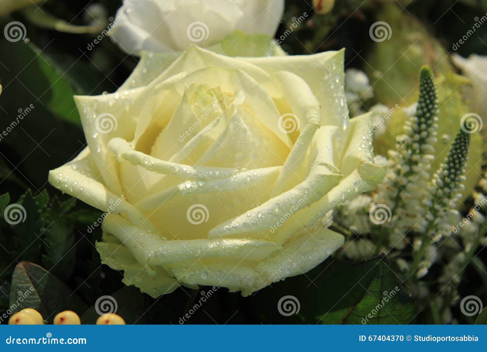 White rose with dew drop stock photo. Image of colors - 67404370
