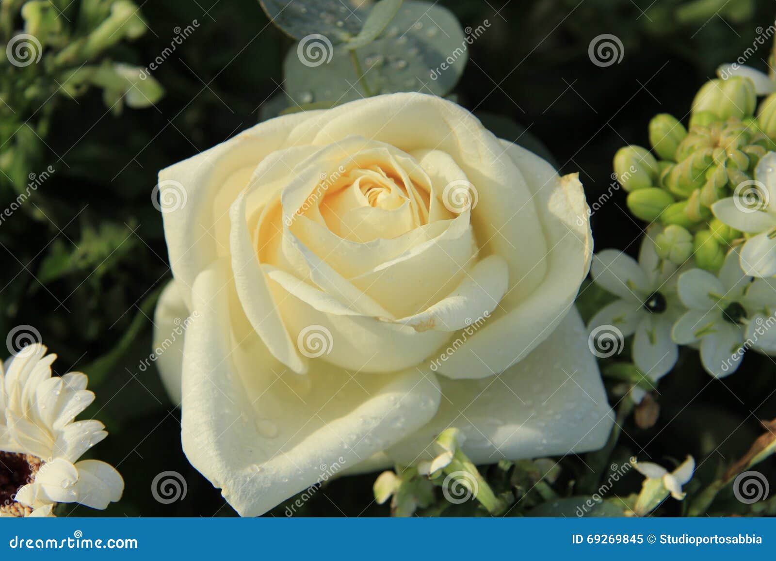 White rose with dew drop stock image. Image of marriage - 69269845