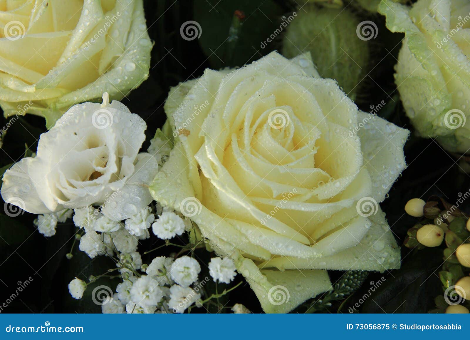 White rose with dew drop stock image. Image of bridal - 73056875