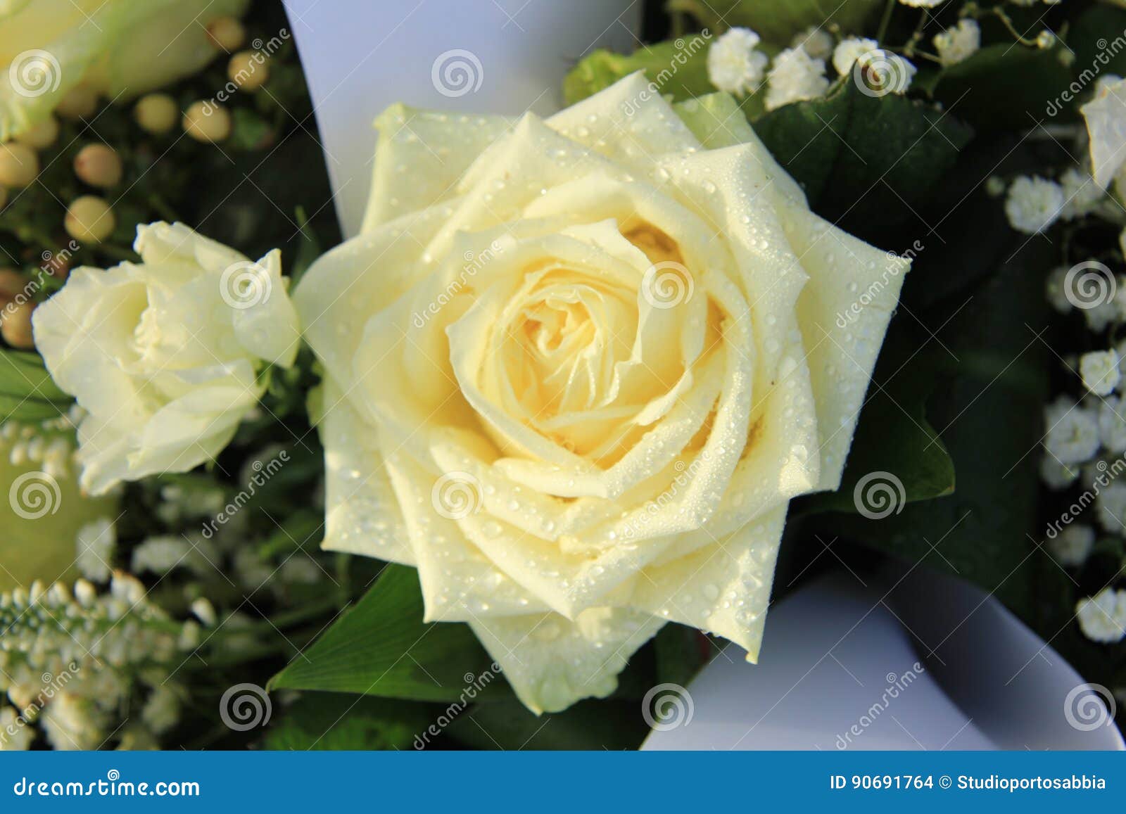 White rose with dew drop stock photo. Image of bride - 90691764