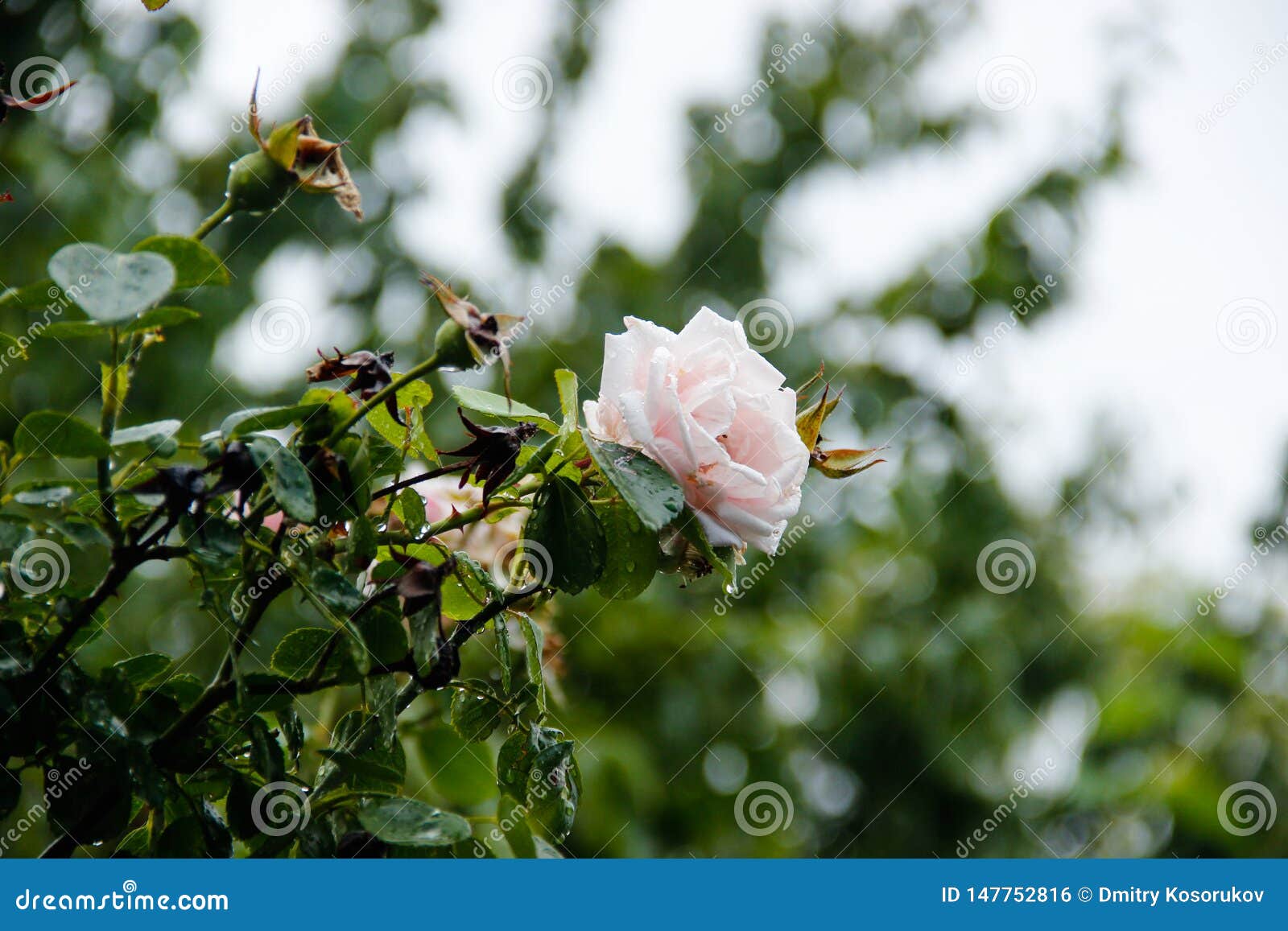 White Rose in Dew Drops on a Bush Stock Photo - Image of leaf, floral ...