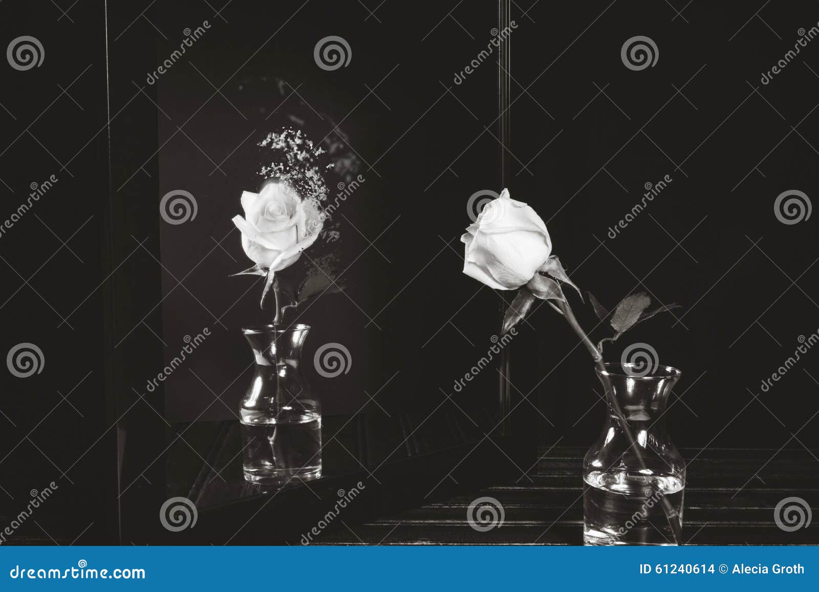 White Rose Dispersion stock photo. Image of rose, white - 61240614