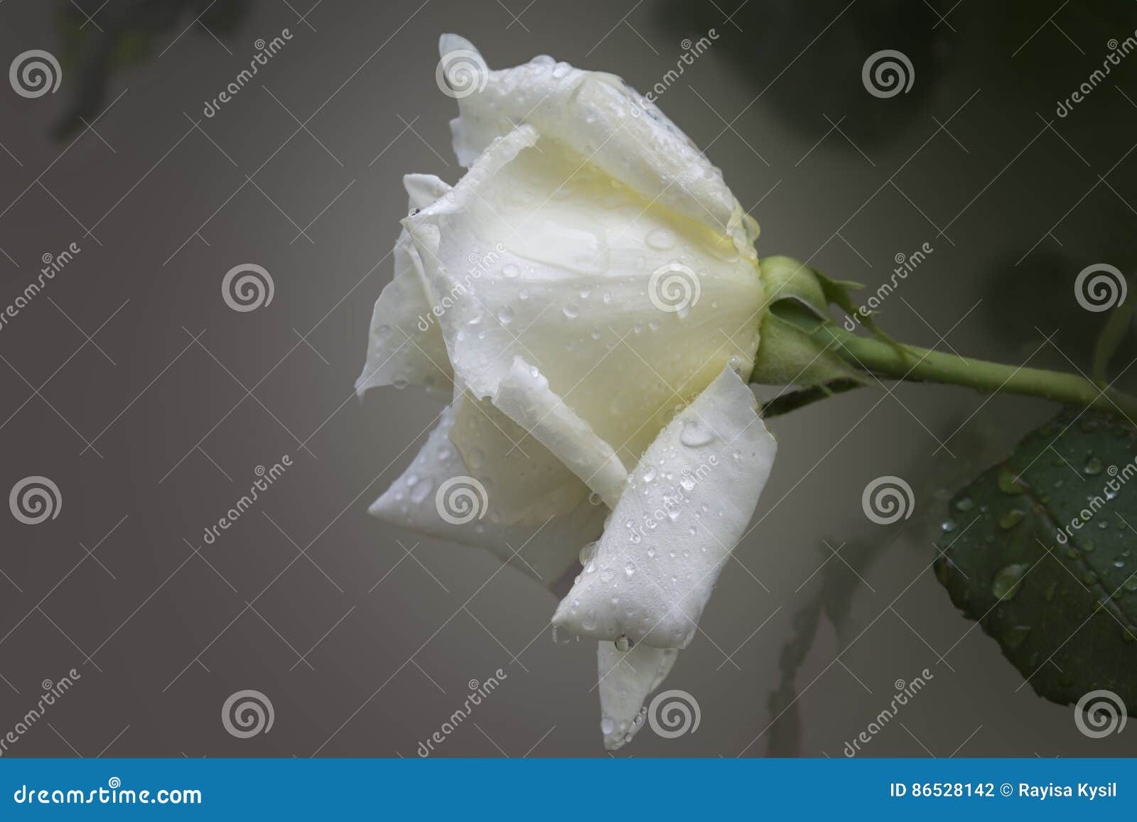 White rose drop stock photo. Image of elegant, card, beautiful - 86528142