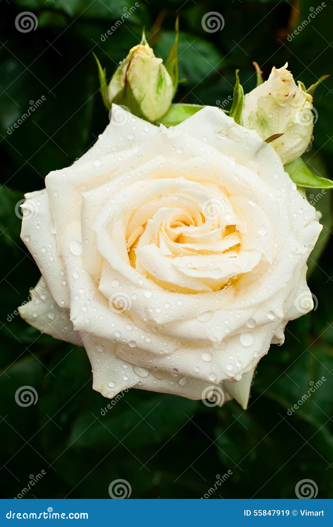 White rose with drops stock image. Image of single, drop - 55847919