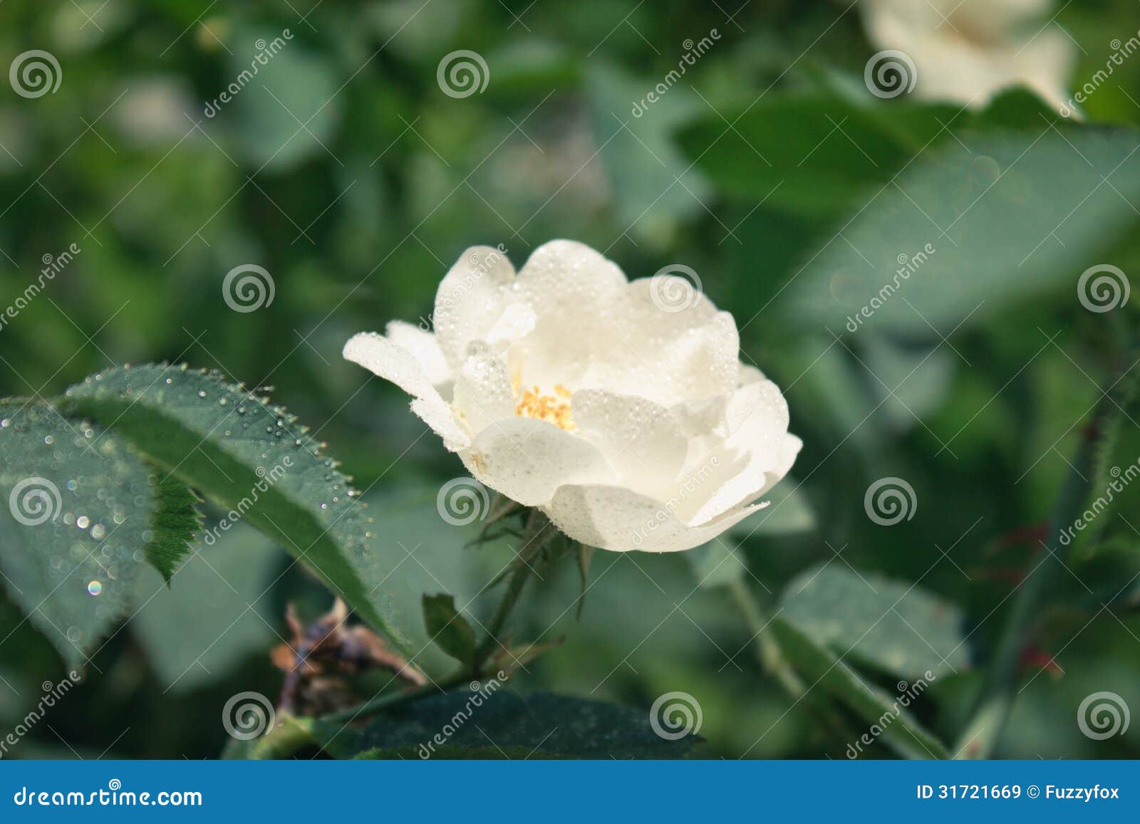 White rose stock image. Image of drops, rose, sunshine - 31721669