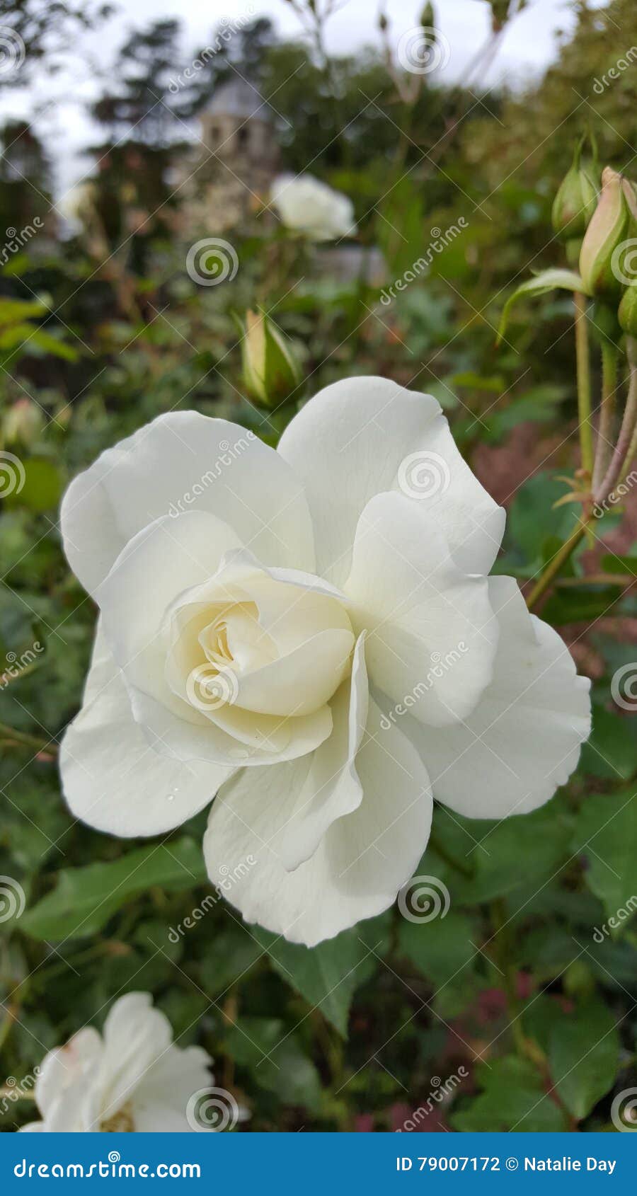 White rose stock photo. Image of english, rose, summer - 79007172