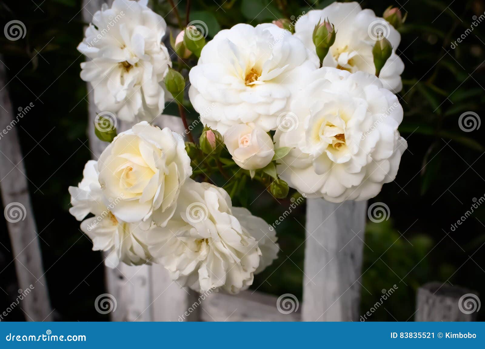 White Rose at Fence Background Stock Image - Image of green, beautiful ...