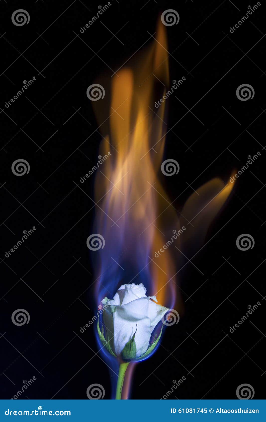 White Rose on Fire but Not Burning Out with Black Background Stock ...
