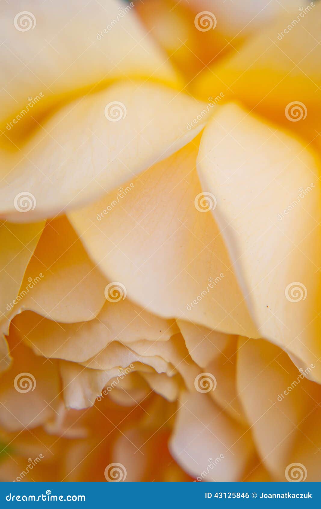 White Rose Flakes in Macroperspective Stock Photo - Image of close ...