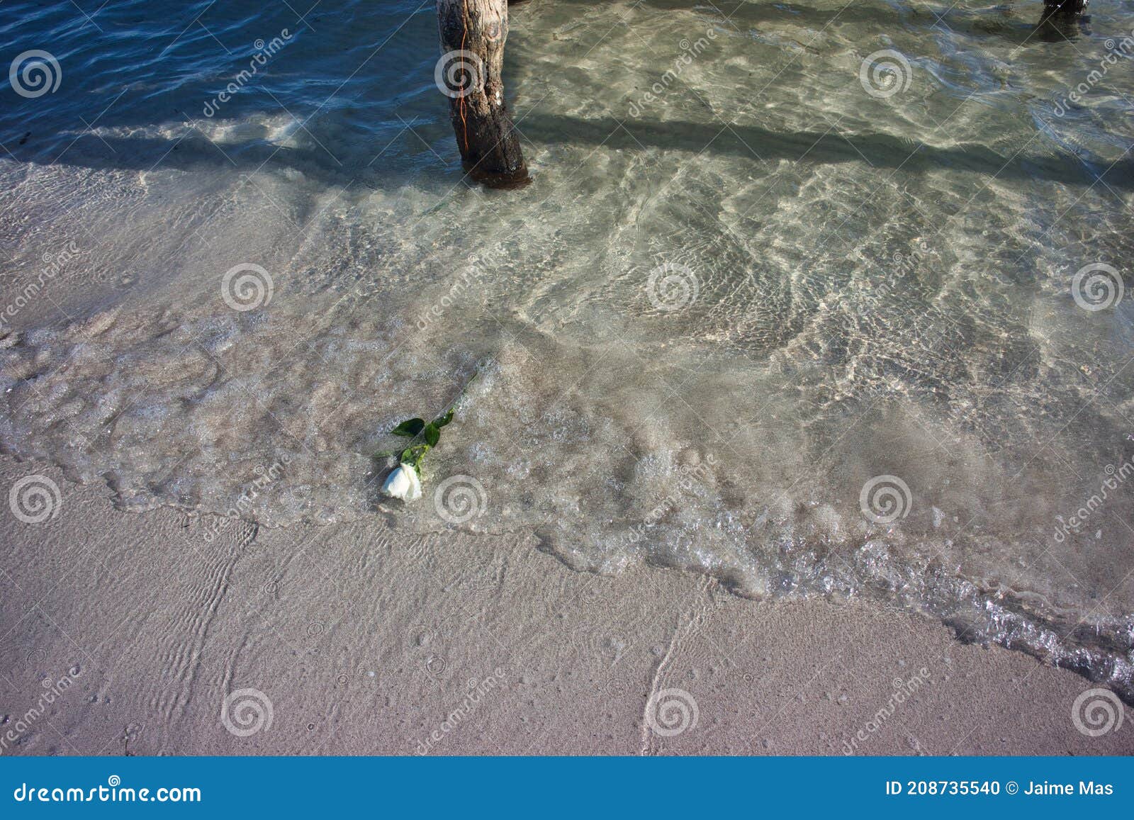 White Rose Floating on the Beach Stock Photo - Image of colours ...