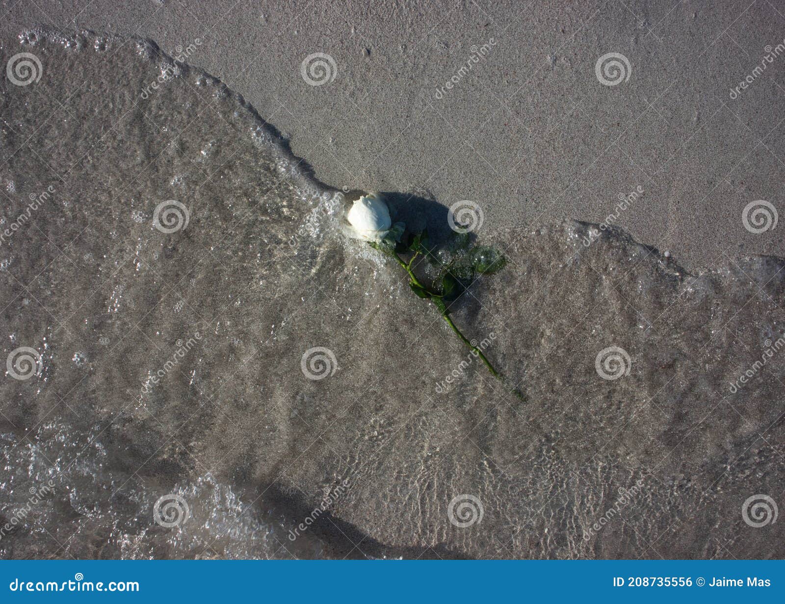 White Rose Floating on the Beach Stock Photo - Image of bouquet, rose ...