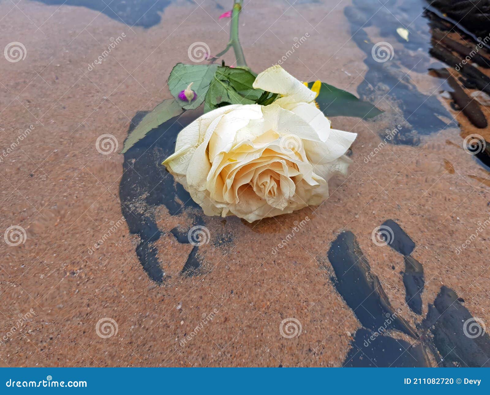 White Rose Floating in the Water Stock Photo - Image of flower, harmony ...