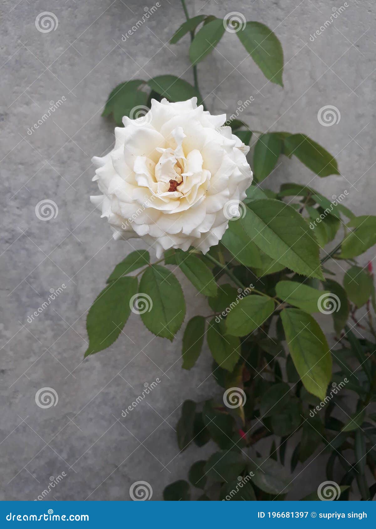White Rose Floral Symbol of Innocence Stock Image - Image of pink ...
