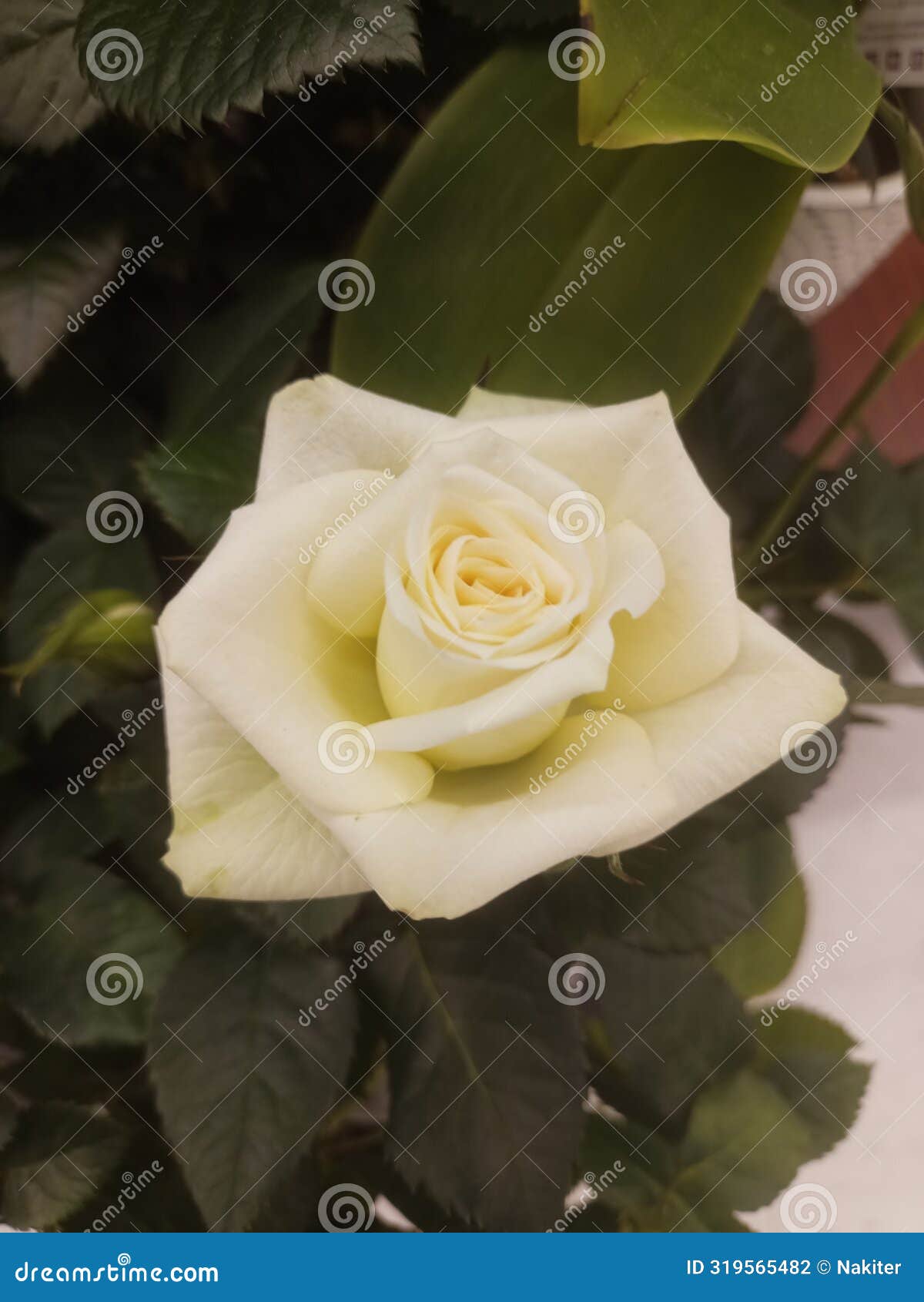 White rose flower stock photo. Image of white, flower - 319565482