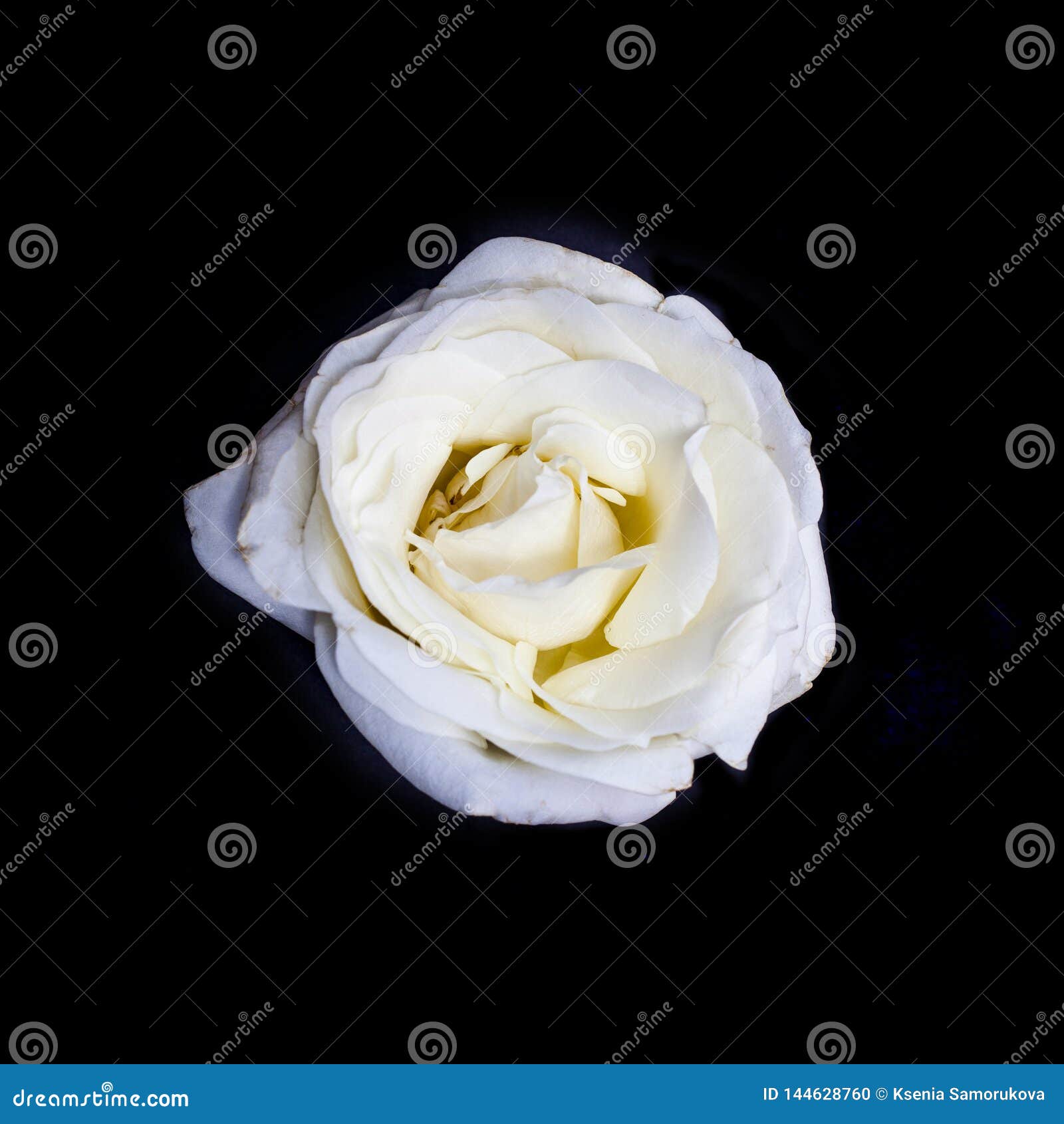 White Rose Flower on Black Background Stock Photo - Image of dark ...