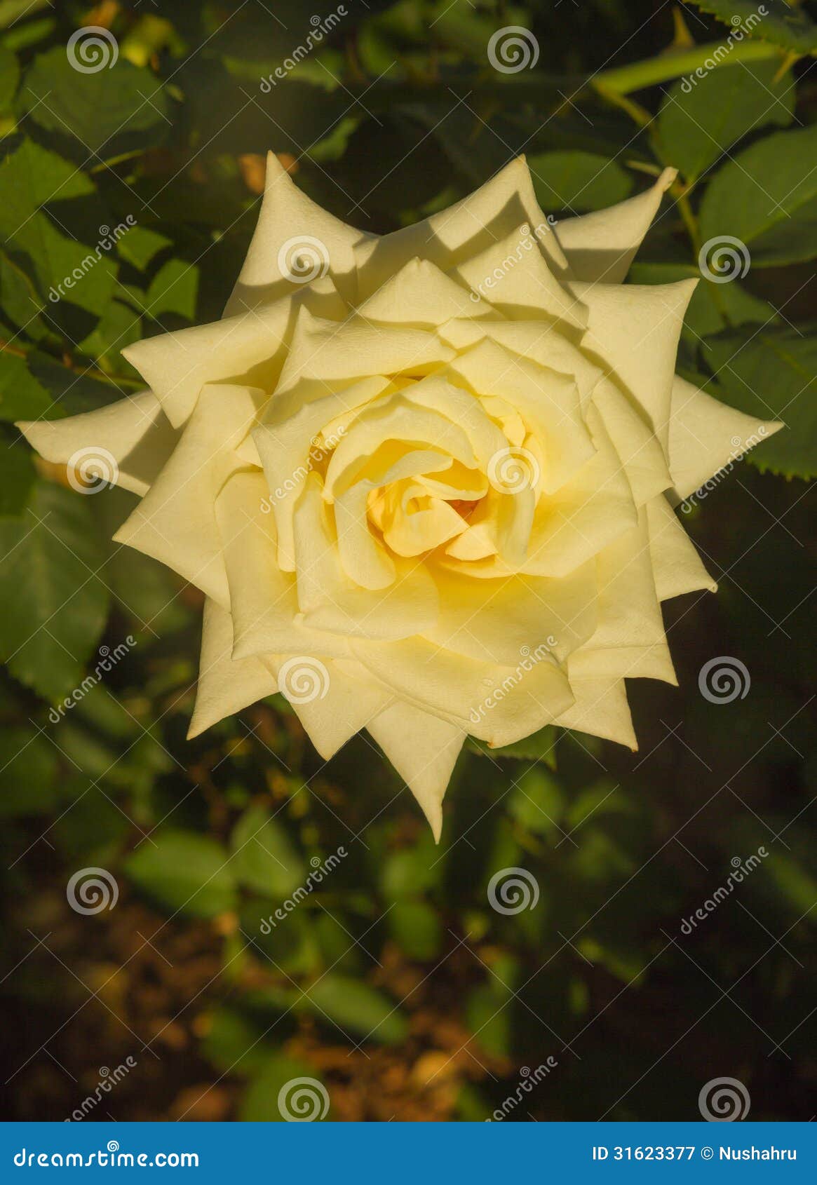 White rose flower stock image. Image of nature, stem - 31623377