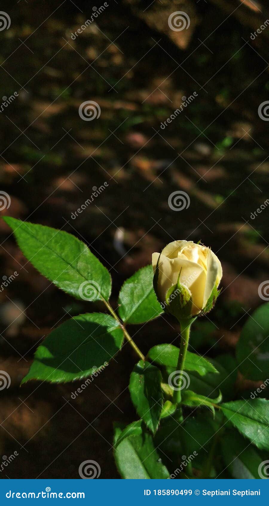 White rose flower bud stock image. Image of beautiful - 185890499