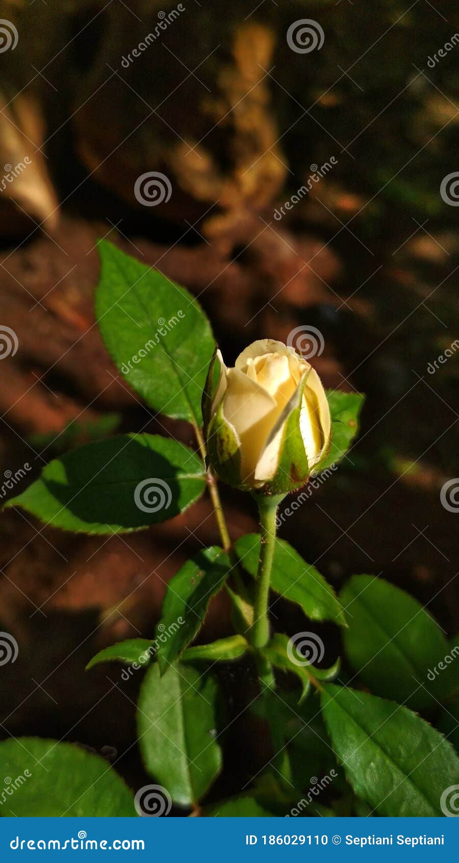 White rose flower bud stock photo. Image of white, flower - 186029110