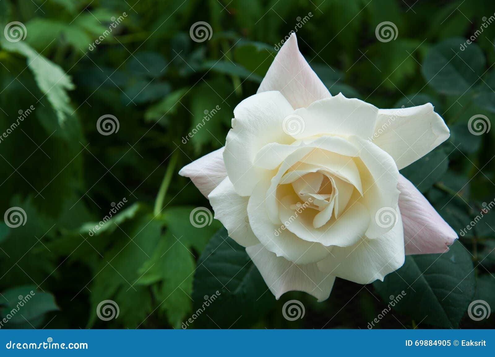 White Rose Flower stock image. Image of fresh, blossom - 69884905