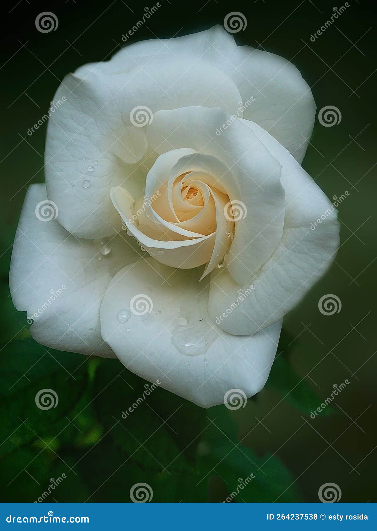 White Rose Flower on Dark Green Backfround. the Beauty of White Flower ...