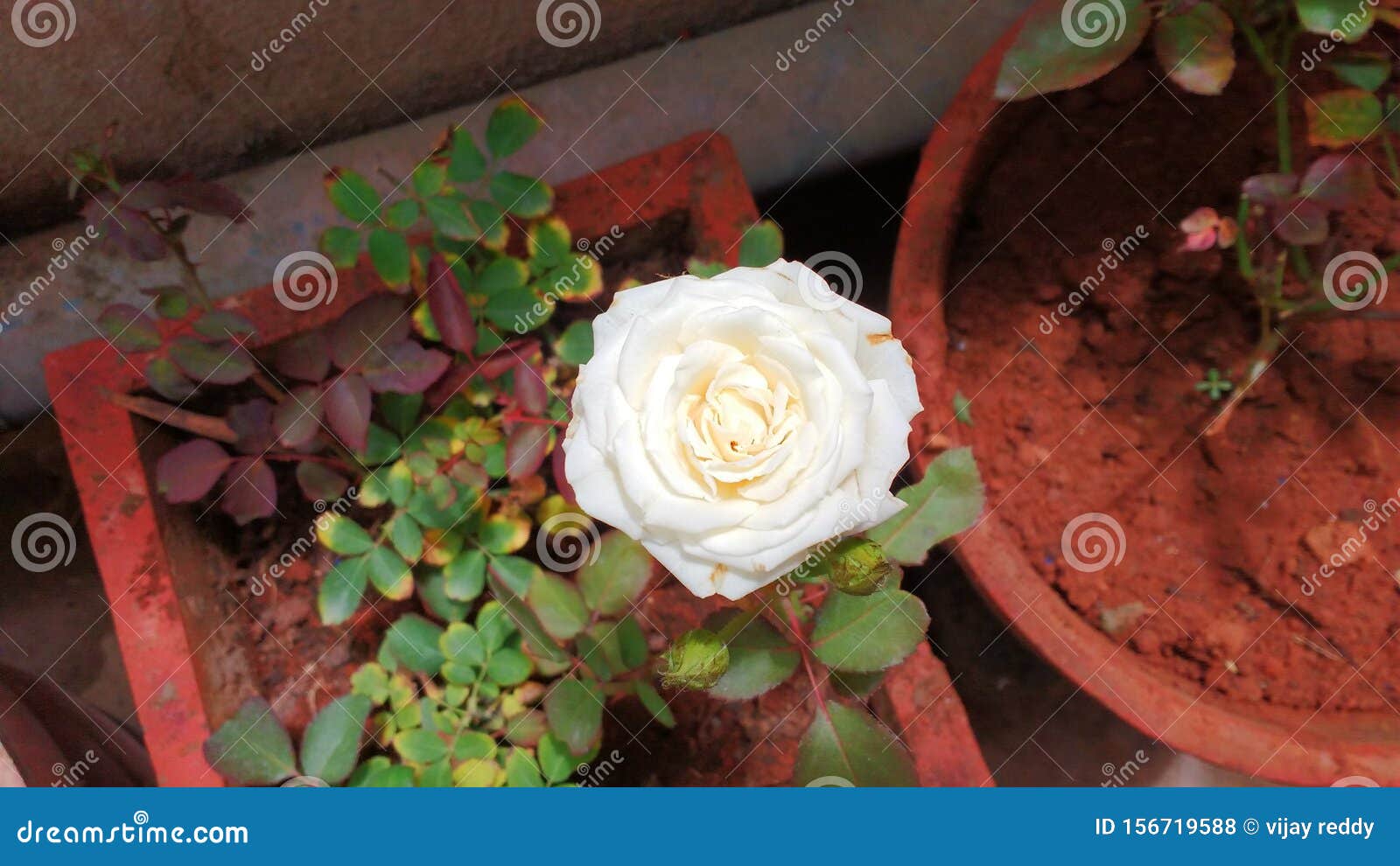 White Rose Flower Garden Bright Stock Photo - Image of home, flower ...
