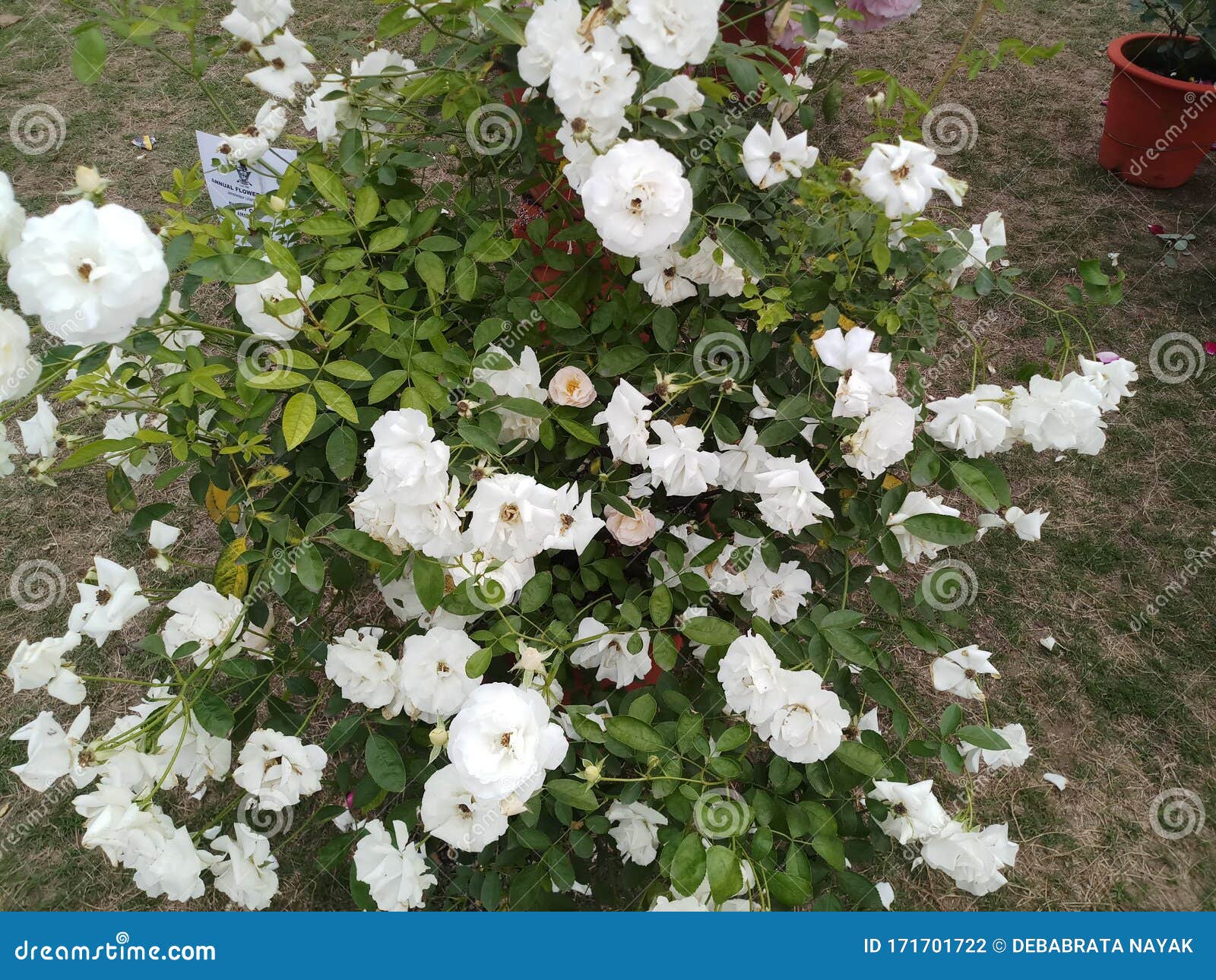 White Rose Flower in Garden Stock Photo - Image of romance, party ...