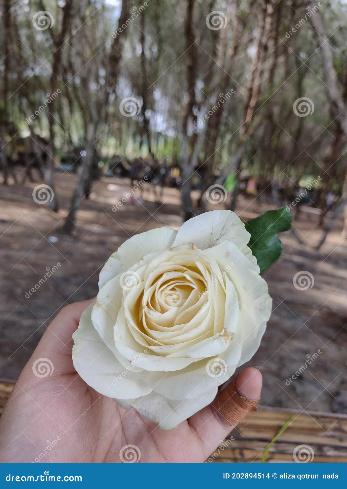 White Rose Flower Held with Zoom Angle Stock Photo - Image of blossom ...
