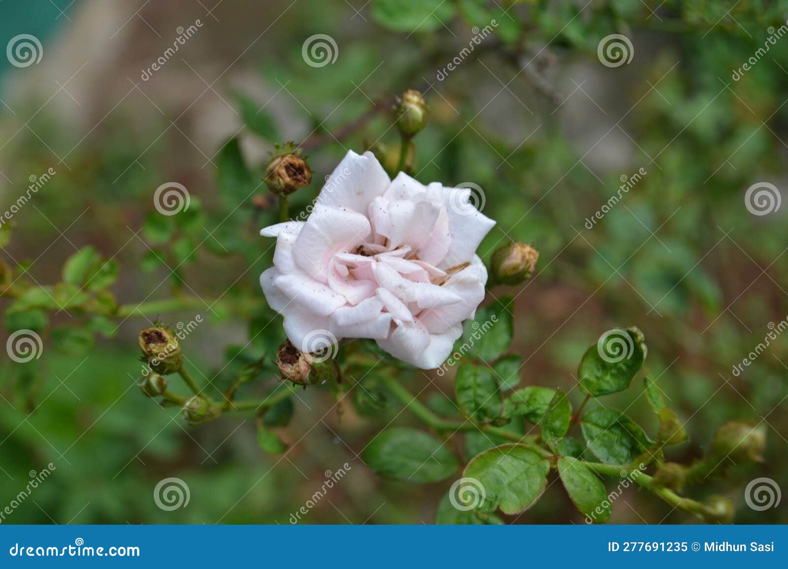 White Rose Flower stock image. Image of produce, flower - 277691235