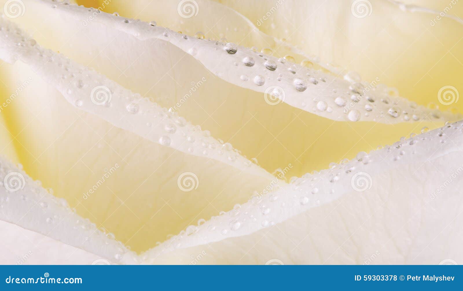 White Rose Flower Petals stock photo. Image of beauty - 59303378