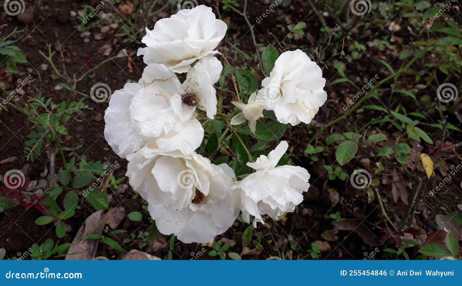 White Rose Flower or Bunga Mawar Putih Stock Photo - Image of bunga ...