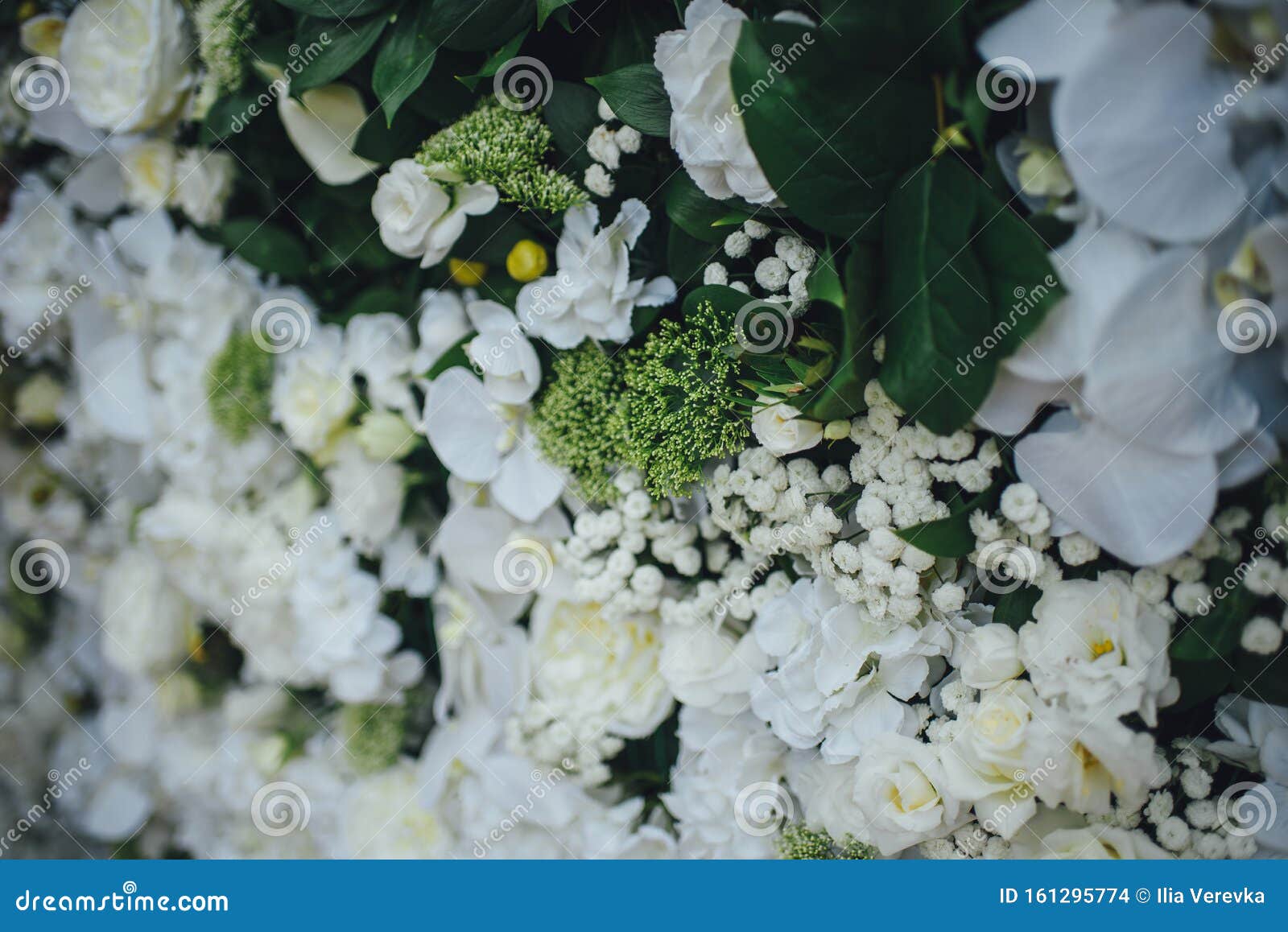 White Rose Flower on Wall Background Stock Photo - Image of flower ...