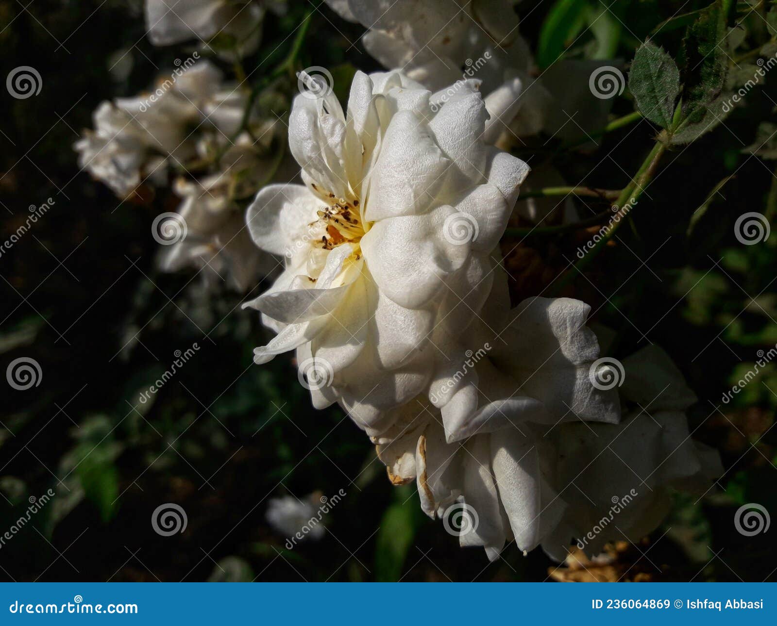 White Rose Flowers Beautiful in Pakistan Stock Image - Image of autumn ...