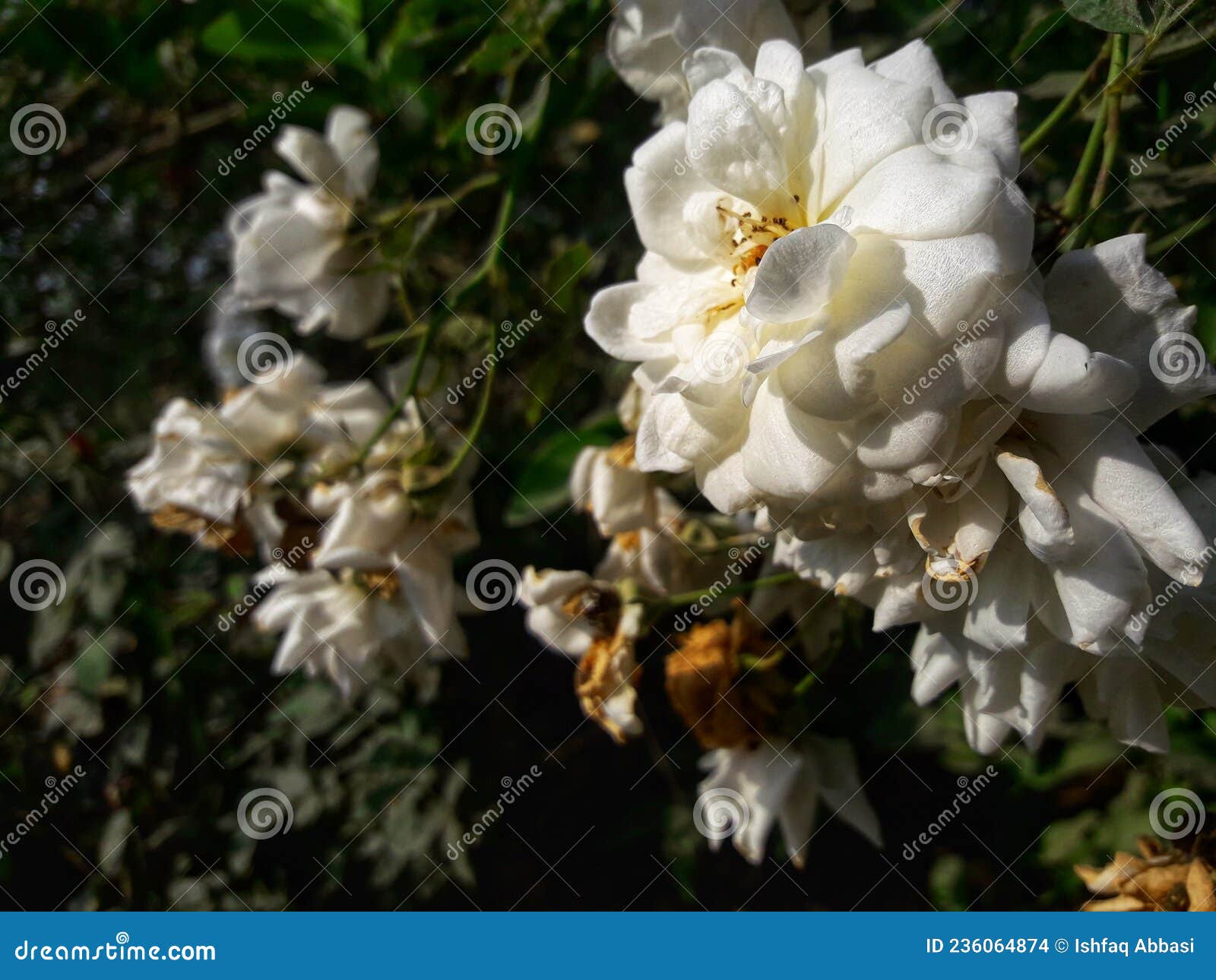 White Rose Flowers Beautiful in Pakistan Stock Photo - Image of ...