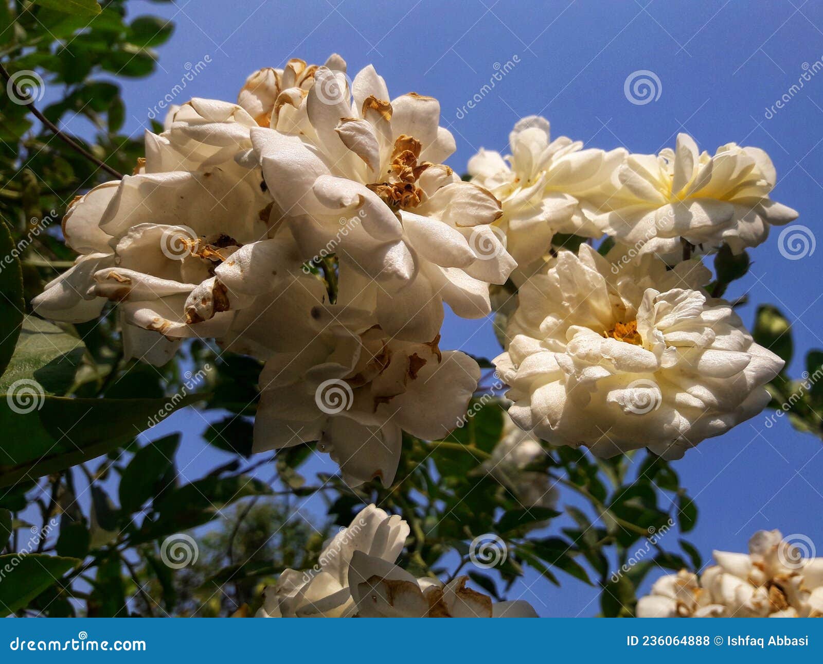White Rose Flowers Beautiful in Pakistan Stock Photo - Image of spring ...