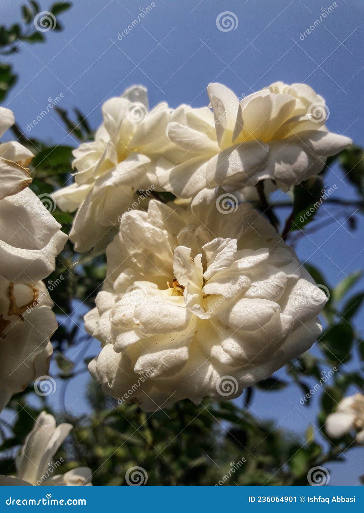 White Rose Flowers Beautiful in Pakistan Stock Image - Image of nature ...
