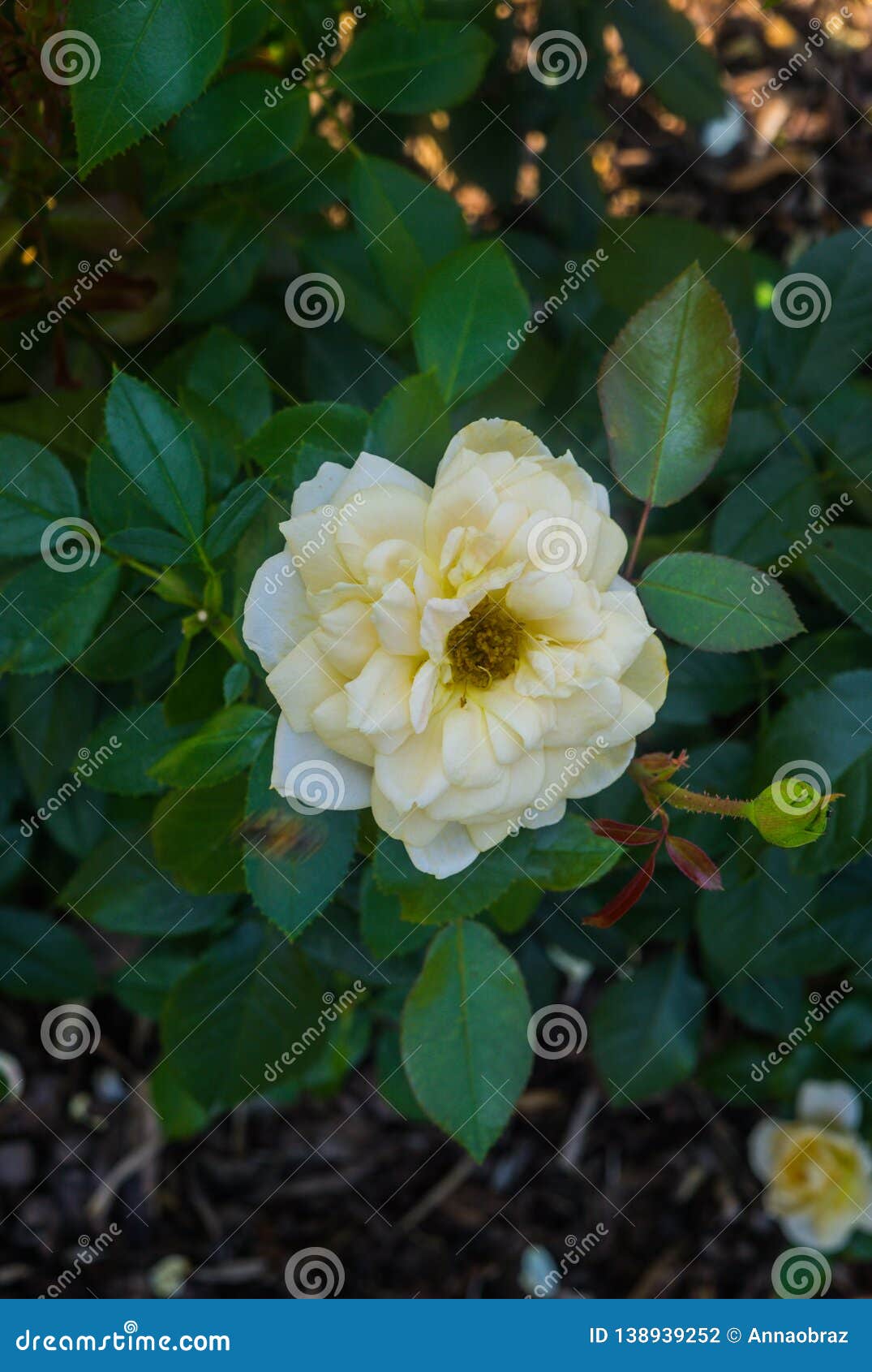 White Rose Flowers with Buds in the Garden Stock Photo - Image of ...