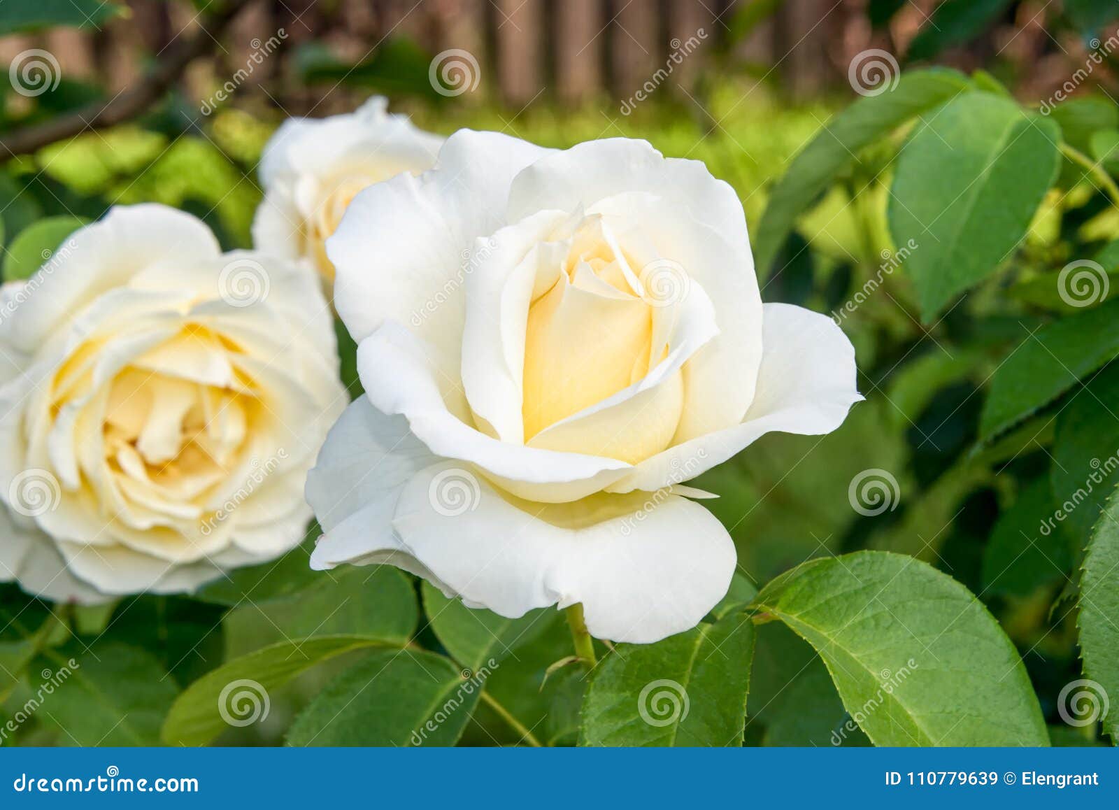 White Rose Flowers in the Garden Stock Image - Image of bunch, gentle ...