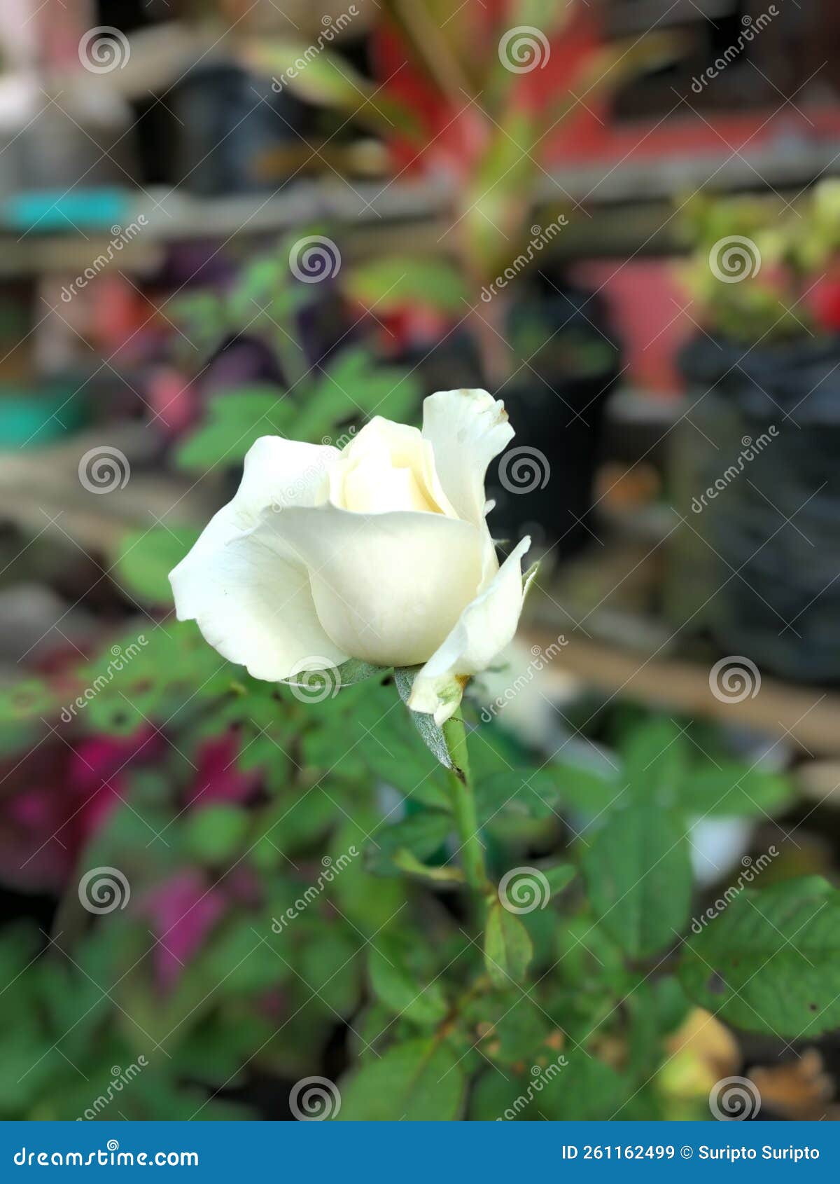 White Rose in Front of the House Stock Image - Image of front, rose ...