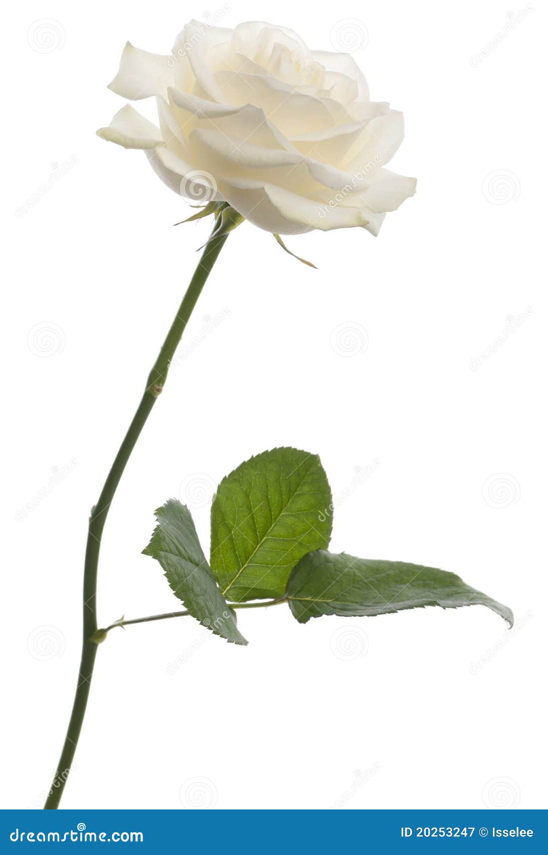 White Rose in Front of White Background Stock Image - Image of white ...