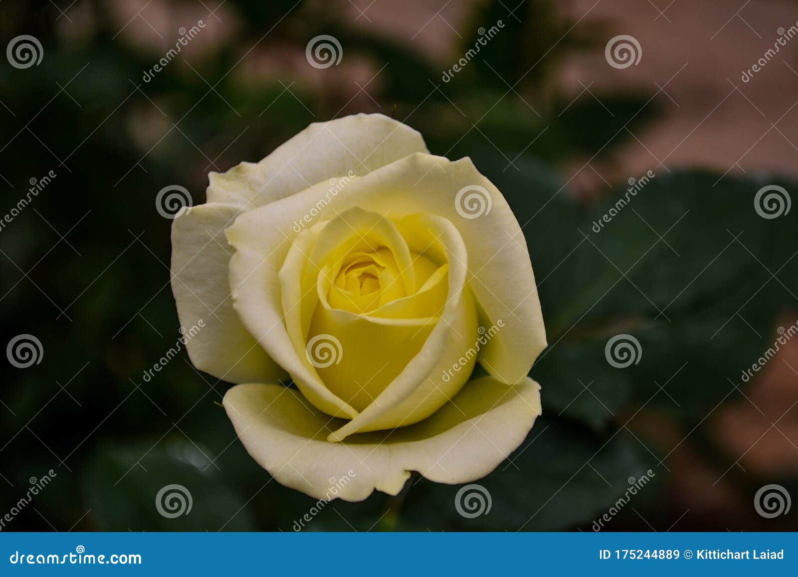 White Rose in Full Bloom, Beauty of Nature Stock Image - Image of full ...