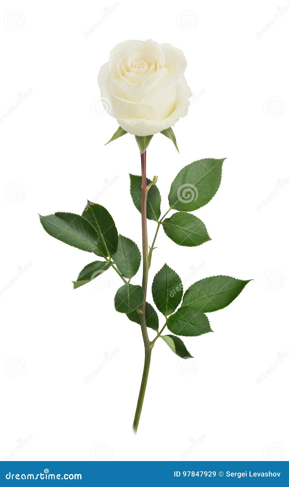 White Rose in Full Depth of Field. Detailed Retouch. Stock Image ...